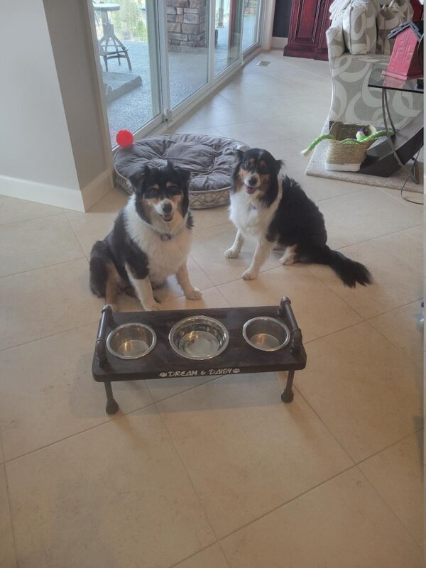 3 bowl dog bowl stand - raised dog bowl stand- Tall Dog bowl stand with ...
